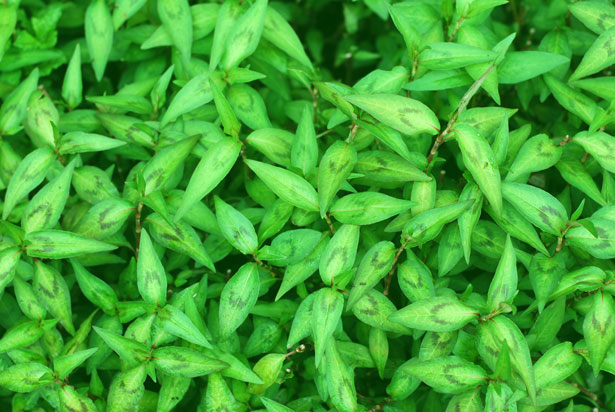 Coriander Benefits Urdu Dhaniya Ke Faide Hindi Dhania Leaves For Kidney ...