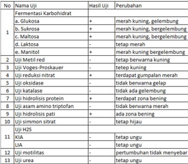 Laporan Praktikum Mikrobiologi Umum Identifikasi Bakteri Melalui Uji ...
