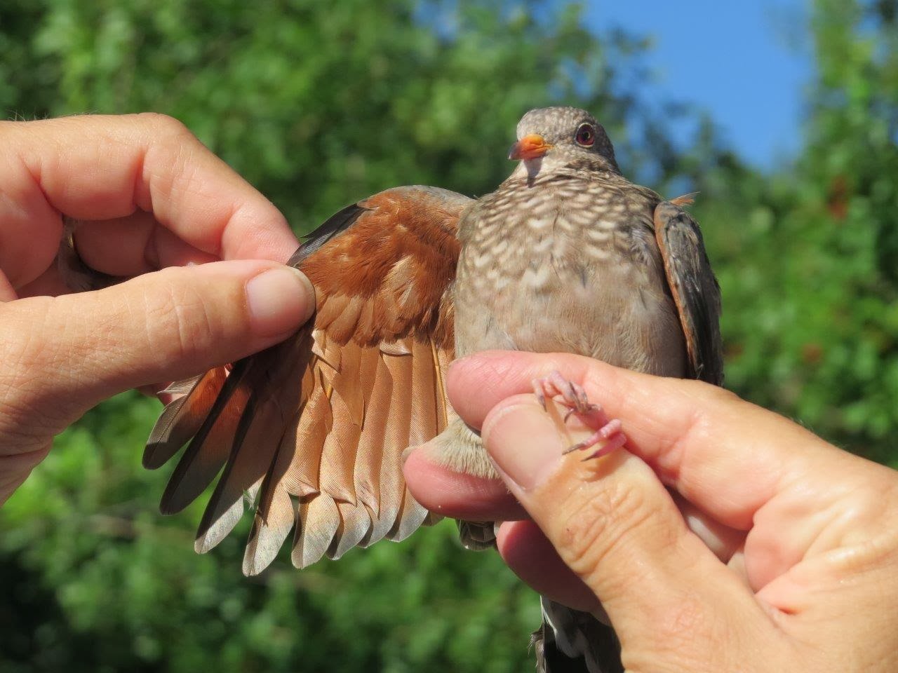 Bird Banding: Learning From Birds In-hand: Color Banding Painted Buntings