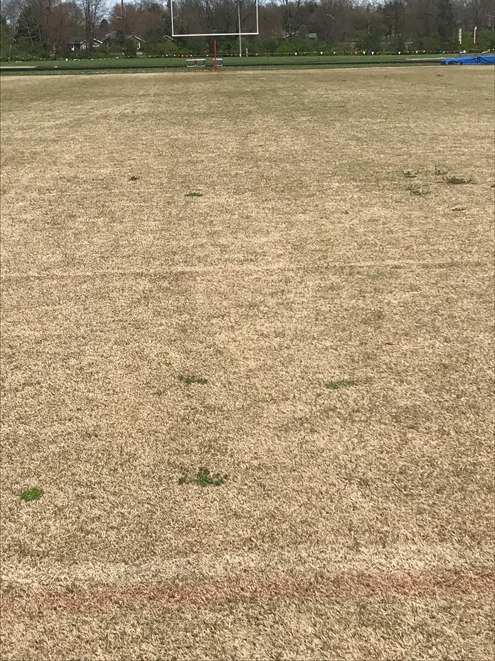 Black Shoes and White ShoeStrings: Bermuda- magic grass for a football ...