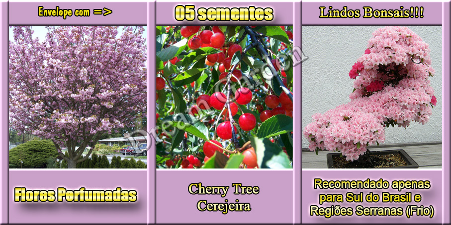 Cherry Tree - Cerejeira