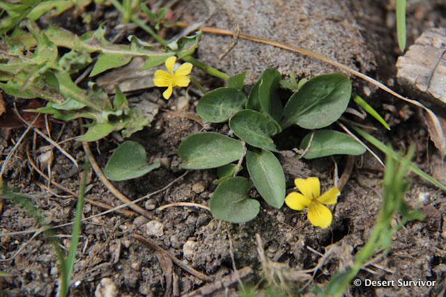 Desert Survivor: Spring Wildflowers in Pole Canyon, Great Basin ...