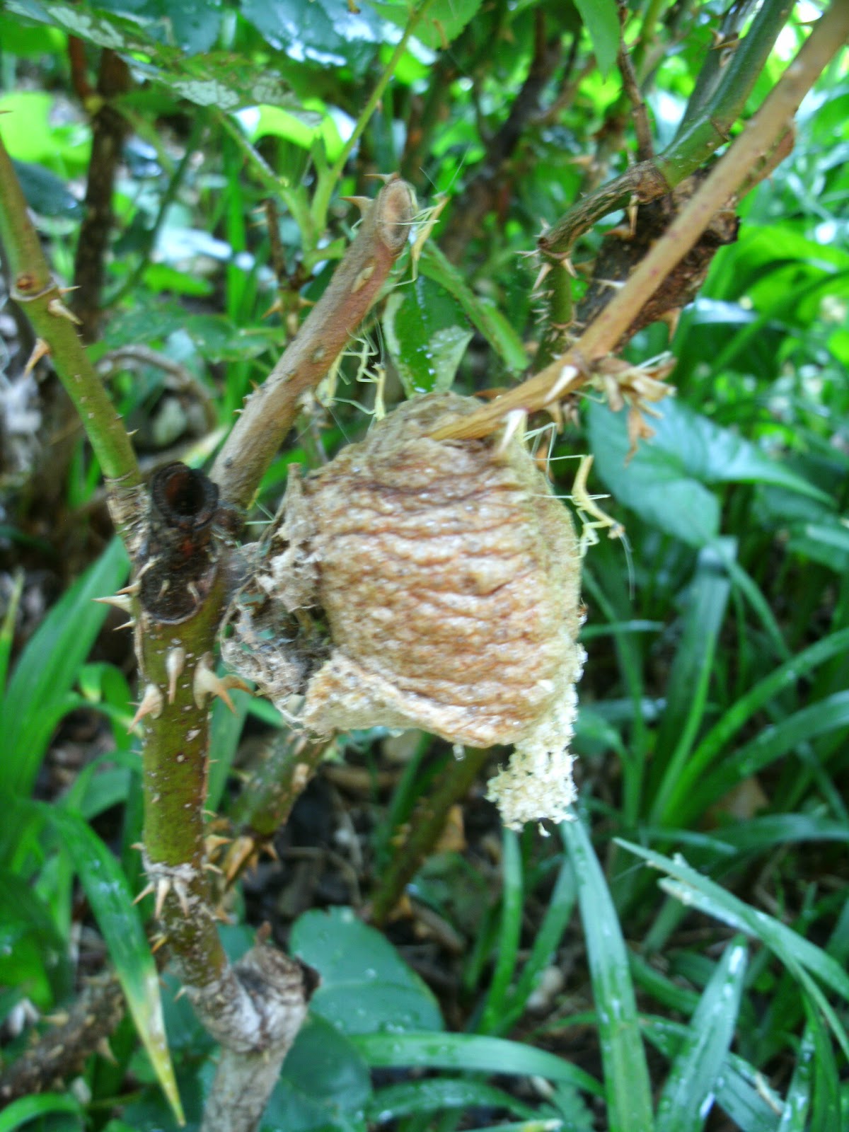 Finishing Forty: Praying With The Mantises