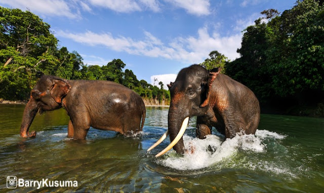 "Travel Journey": Fakta Unik tentang Gajah Sumatera.