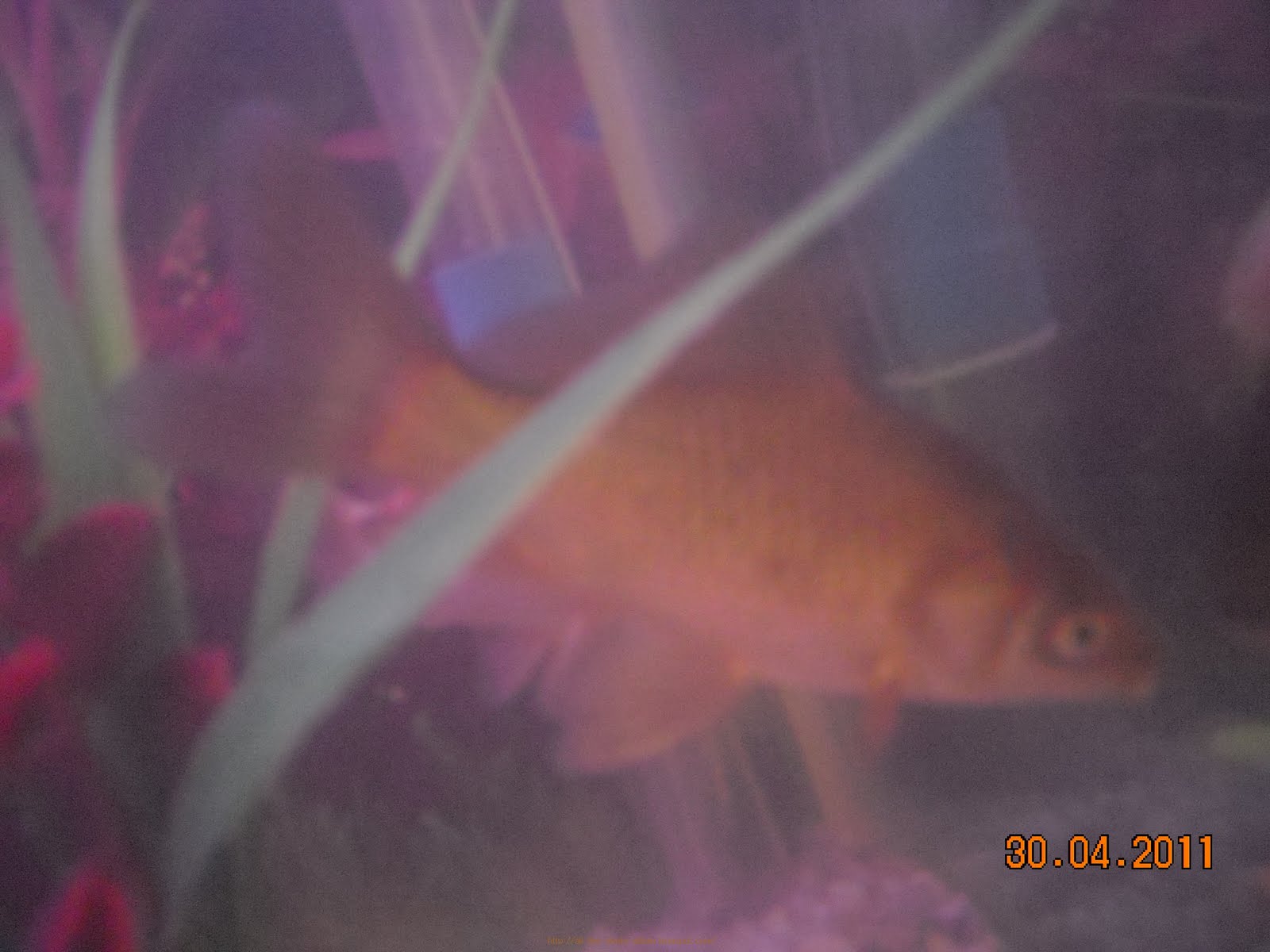 My Beautiful Picutre Album: Aquarium at a house