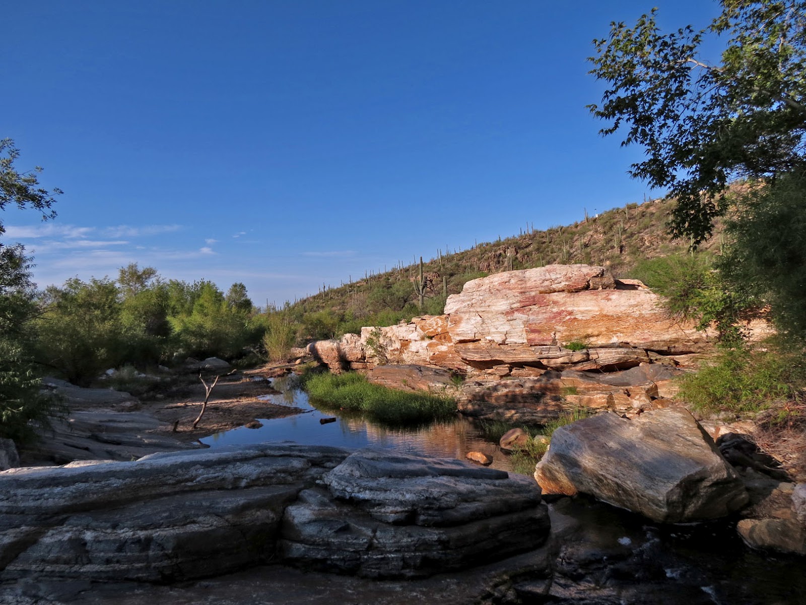 Desert Colors: Nature Walk