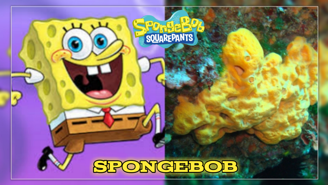 Inilah Jenis-jenis hewan laut yang ada di film spongebob squerpants ...