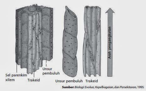 Penjelasa Tentang Jaringan pada Tumbuhan | Biologi Indonesia