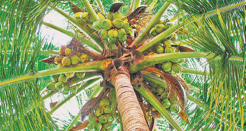 Coconut Safety Engineer: Knock out the coconuts | Weird Jobs