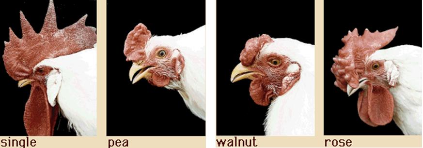 Dynamic Biology: Keanekaragaman Hayati (Biodiversity)