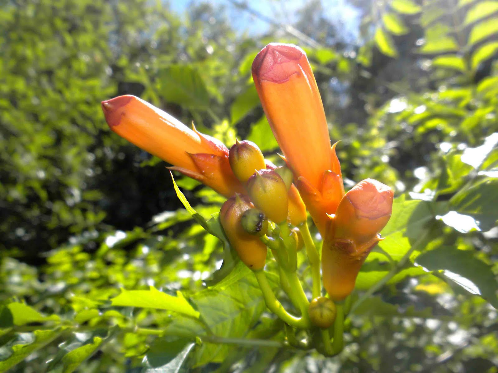 MadSnapper: Orange Trumpet Vine