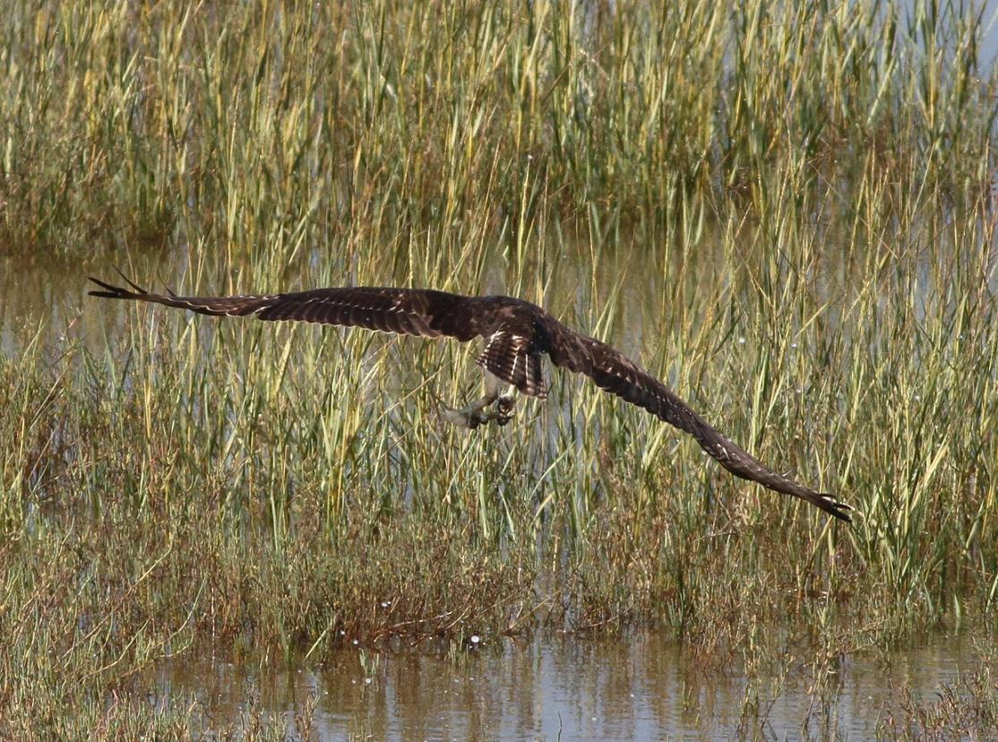 Jo's Morning Walk: Loggerhead Shrike Hunting, Osprey Fishing