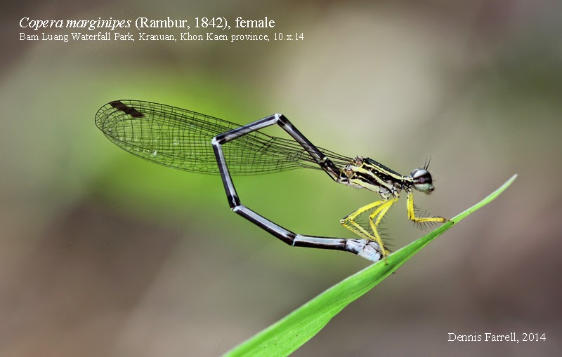 Dragonflies & damselflies of Thailand: 60. Copera marginipes (Rambur, 1842)