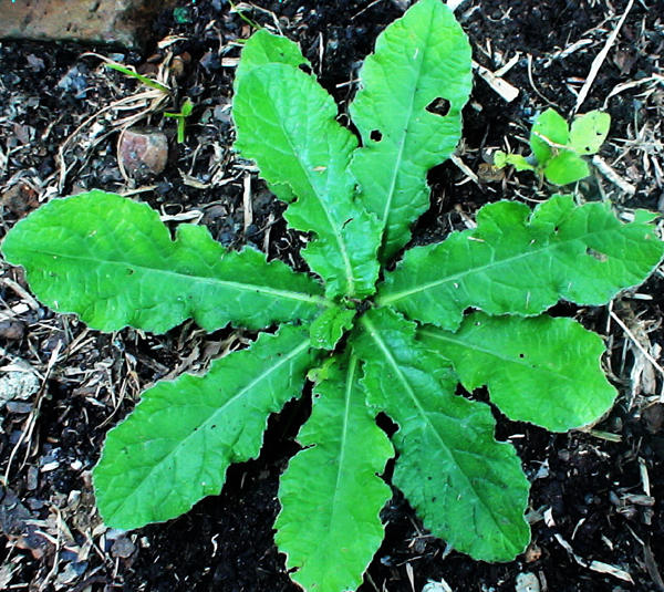 LIMBAH INDUSTRI: Morfologi Tanaman Tapak Liman (Elephantopus scaber L)
