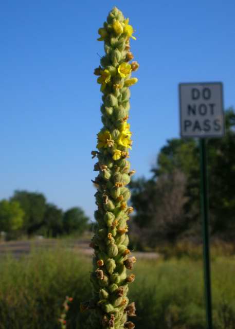 Nature Abhors a Garden: Great Mullein