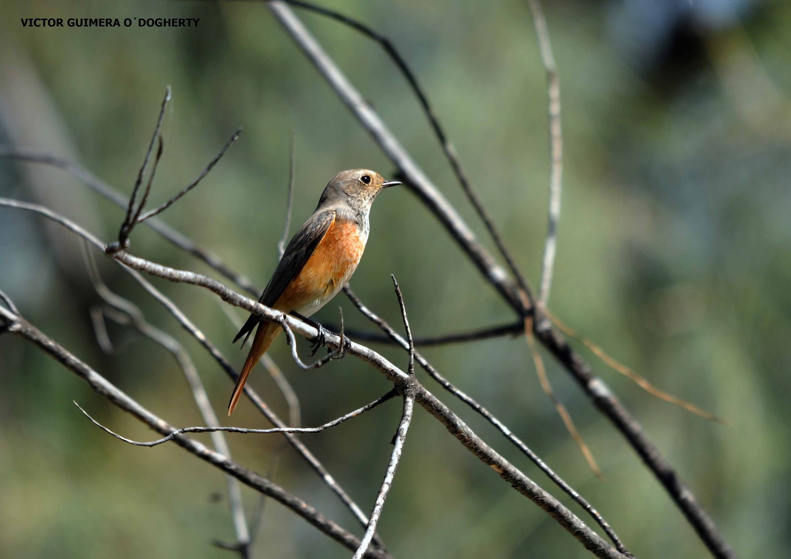 Mis imágenes de aves: COLIRROJO REAL EN CADIZ