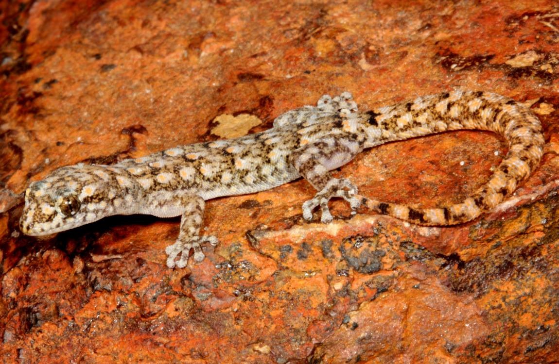 Species New to Science: [Herpetology • 2017] Goggia incognita & G ...