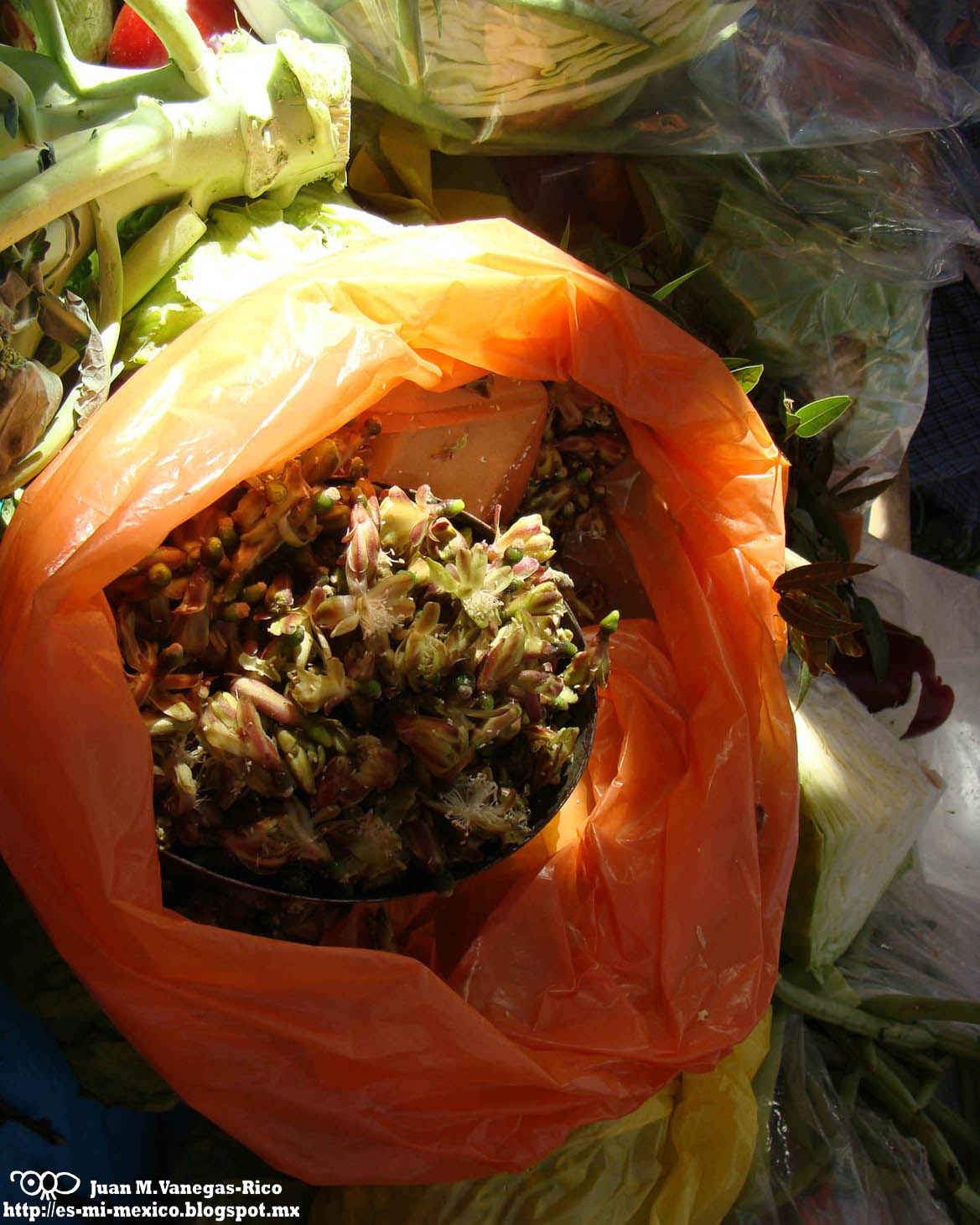 Folklore de México: Quesadillas de "garambullo"