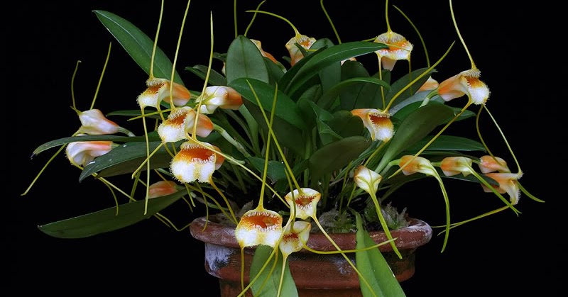 Masdevallia strobelii care and culture | Travaldo's blog