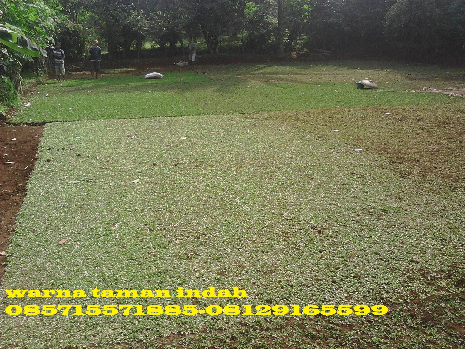 JENIS TANAMAN RUMPUT HIAS ~ TUKANG TANAM RUMPUT