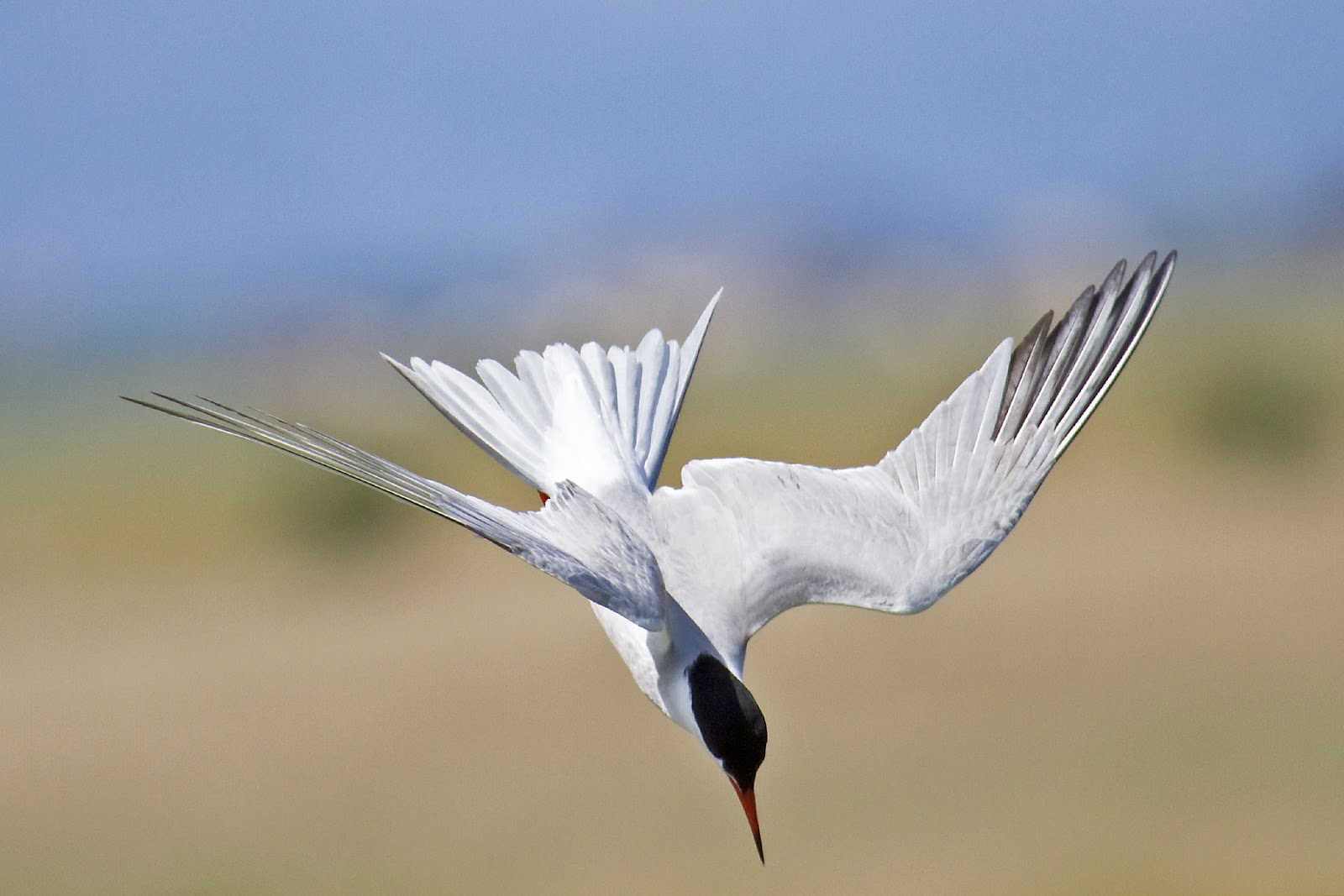 PETER'S PORTFOLIO..............Bird & Wildlife Photography: Common Tern ...