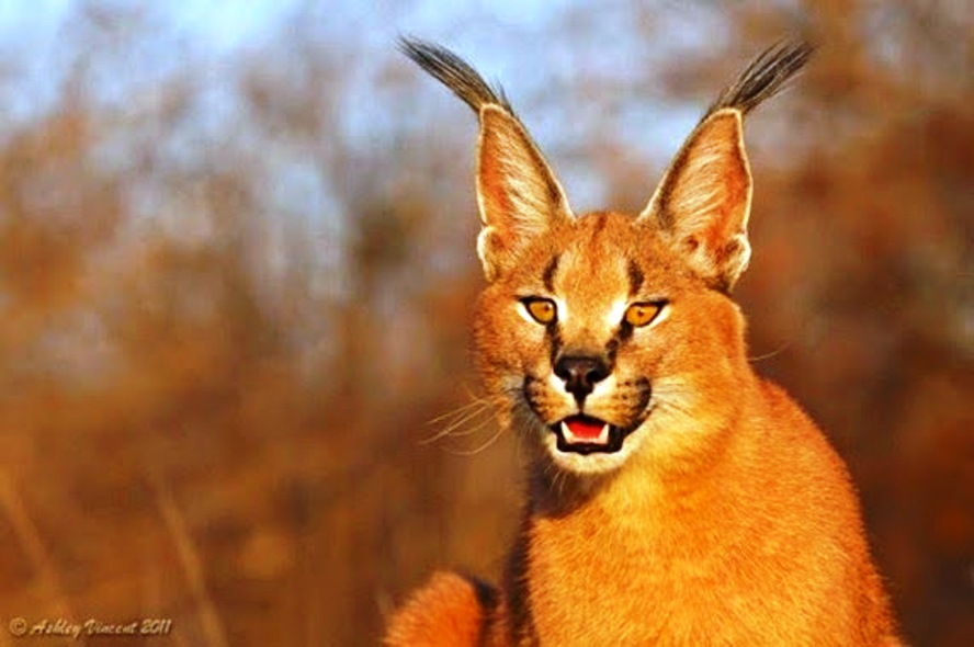 CARACAL CAT photos - wallpapers (ανανεωμένο) | the fun bank