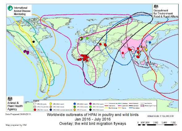 Avian Flu Diary: DEFRA Outbreak Assessment: HPAI H5 In Wild Birds - Russia