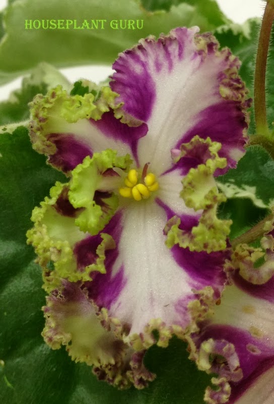 Houseplant Guru: Ohio African Violet Show and Sale