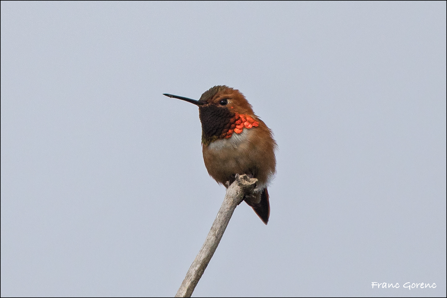 The Hummingbirds of Vancouver Island - Travels With Birds