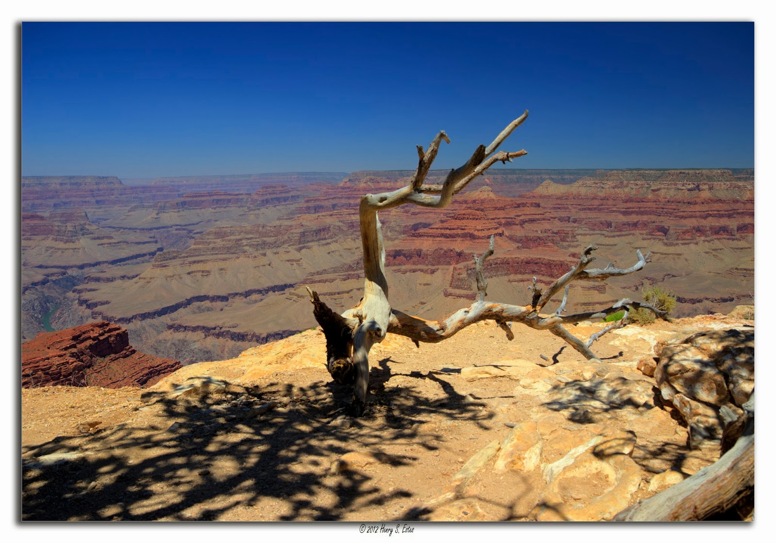 Henry S. Estes Photography: Forked Tree