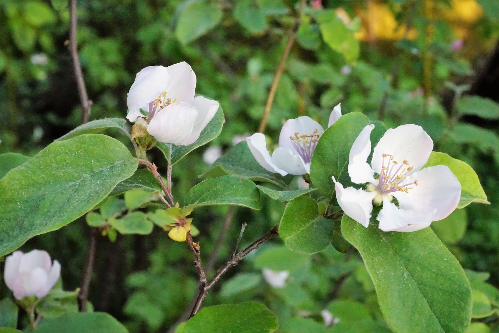 Plantas de Huerta Otea, Salamanca: Membrillero (Cydonia oblonga)
