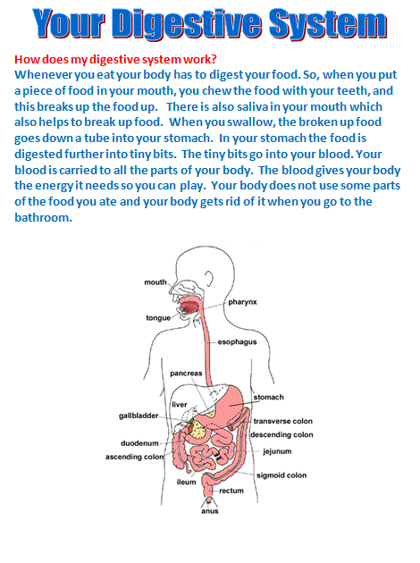 Mrs \ Souzan Gubr Let's learn science : Your Digestive system