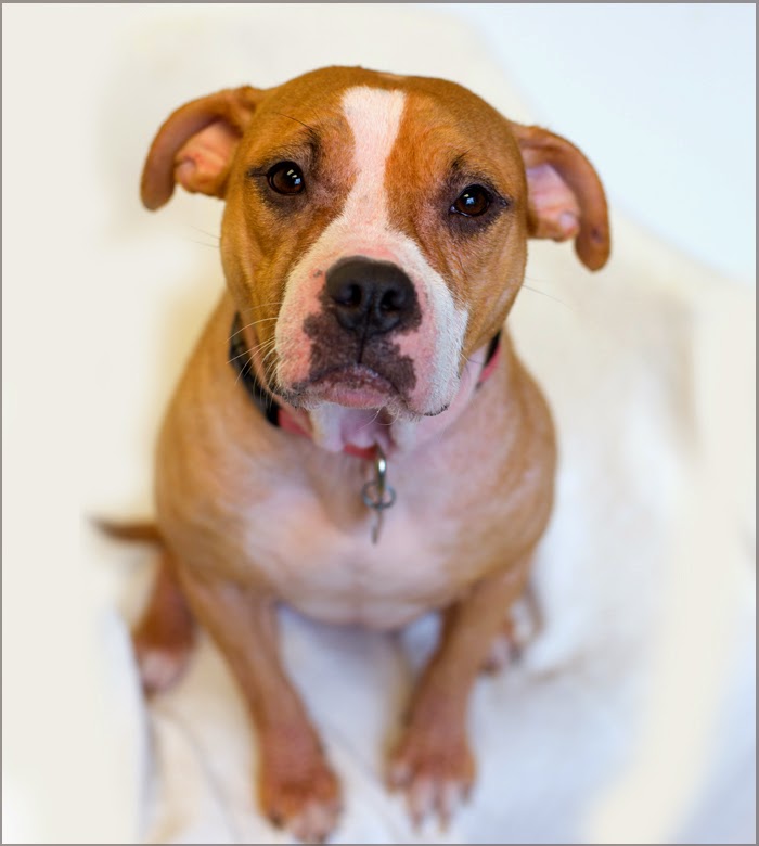 Shelter Dogs of Portland: "DIXIE" little Staffie mix