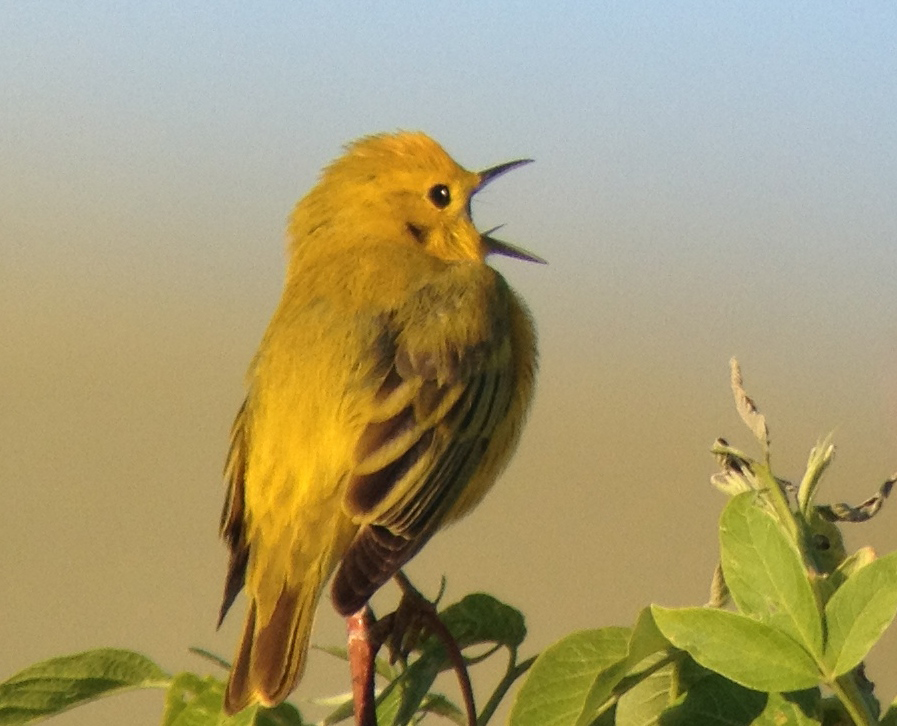 Birding Is Fun!: It's Spring, so Sing!