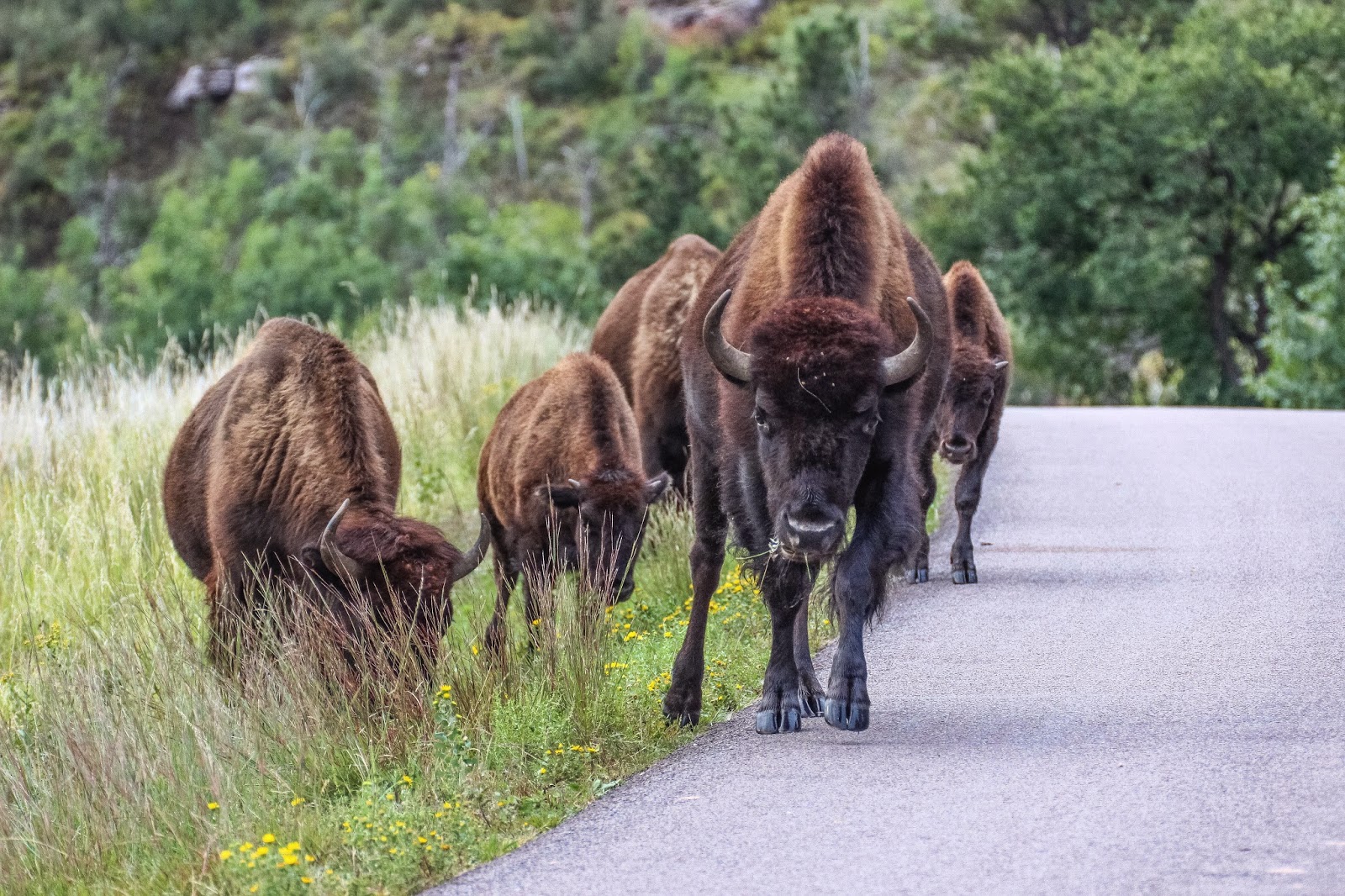 Cannundrums: Plains Bison - South Dakota