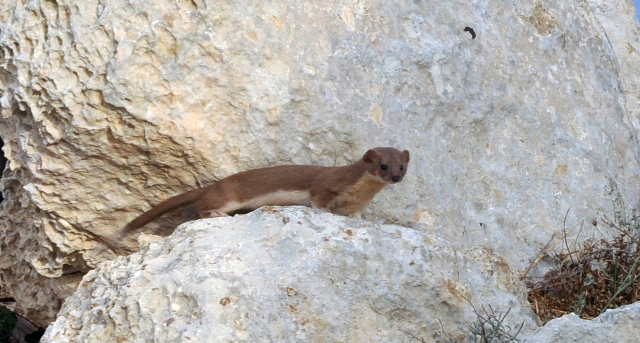 Maltese Nature: Weasel world's smallest carnivourous mammal