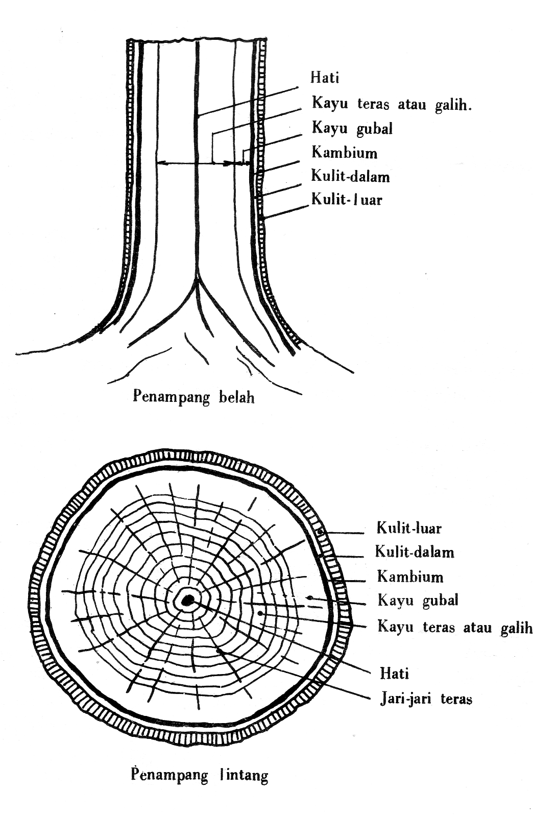 Materi Dasar-dasar Struktur Kayu ~ Drafter Sipil & Arsitek