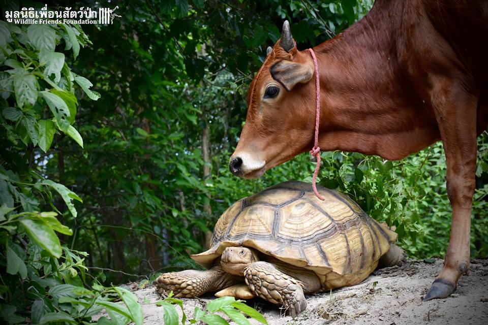 White Wolf : Caring for Each Other: Rescued Tortoise and Cow Share an ...