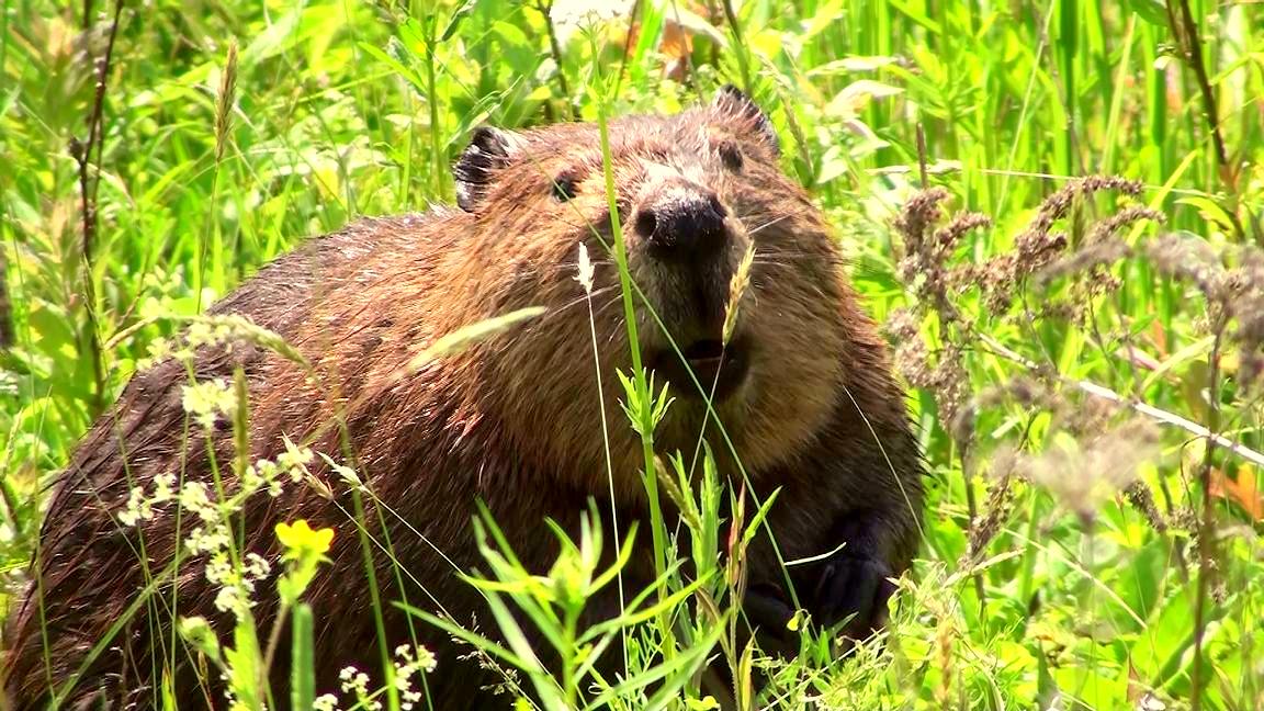 Tales From The Wilds: The Fawns of Spring and Beaver Multitasking