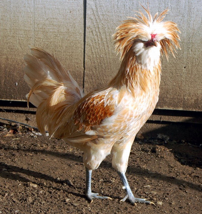 Galo Polonês Camurça | Aves de A a Z