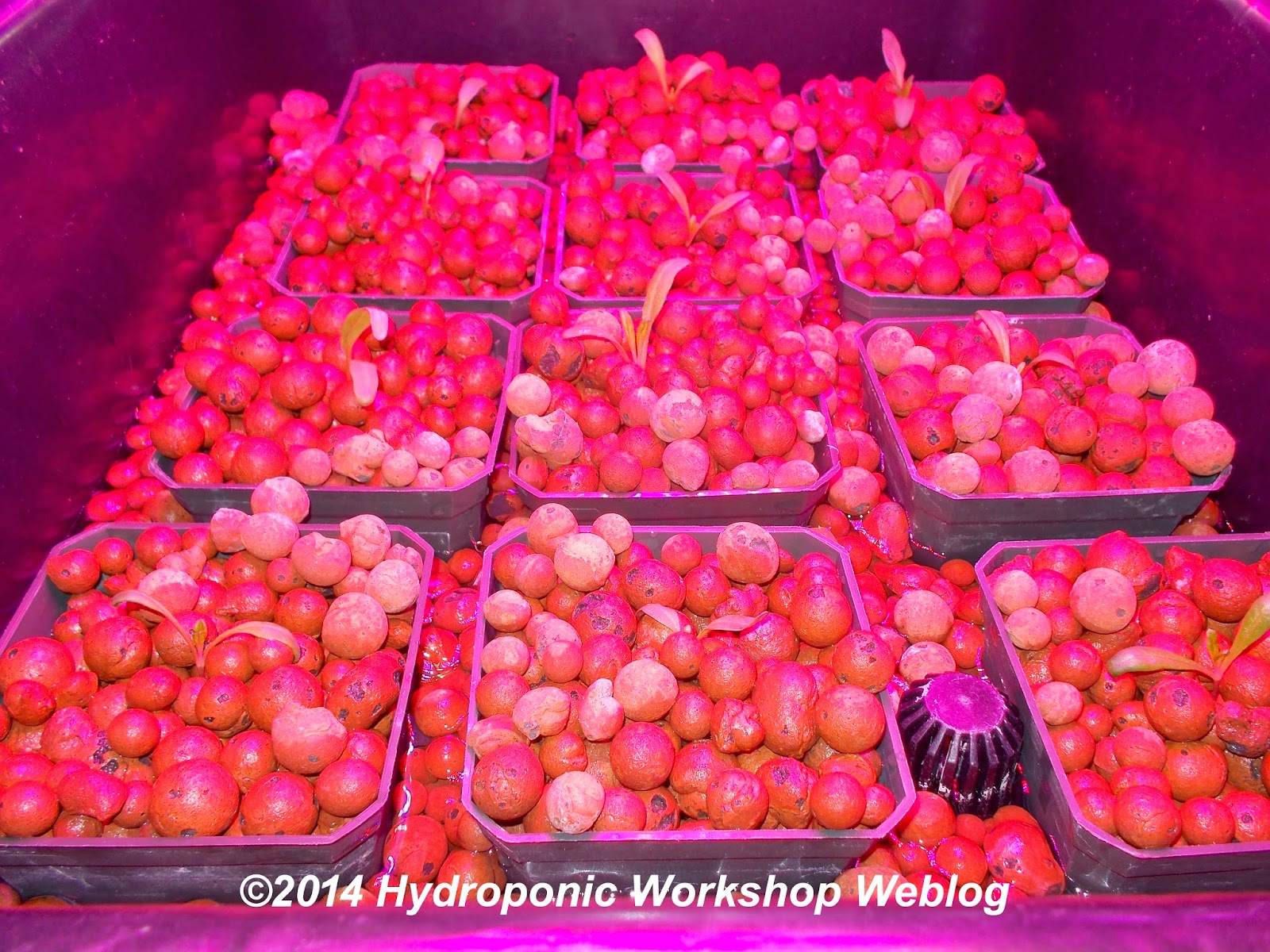 Hydroponic Workshop: Journal October 31, 2014 - Hydroponic chard and ...