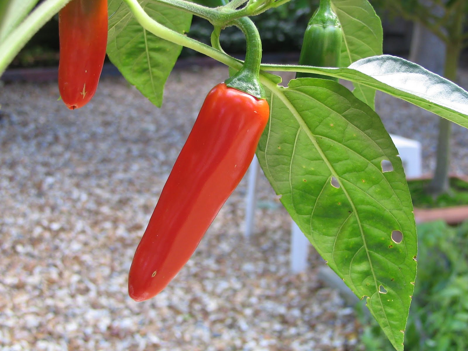Mark's Veg Plot: November 2010