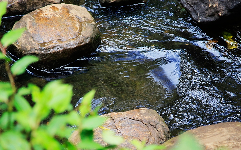 Tamilnadu Tourism: Pambar Falls (Liril or Vatakanal), Kodaikanal