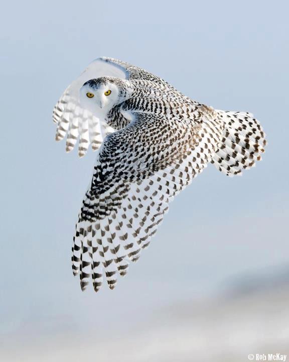 Most Beautiful Pictures: Top 10 Most Beautiful Owl's.