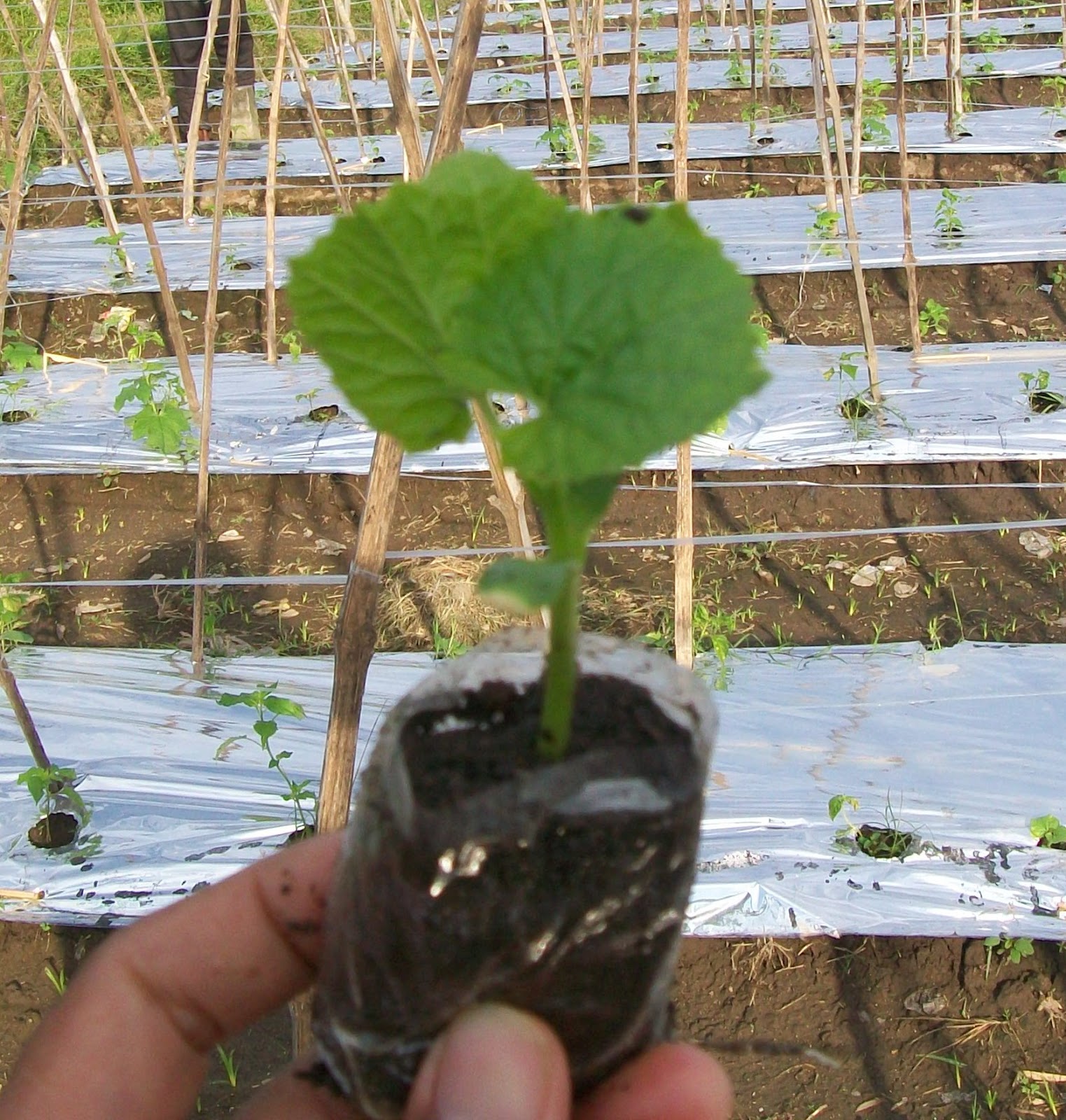 CARA MENANAM / BUDIDAYA PARE /PERIA DI POT ATAU POLIBAG | Pertanian