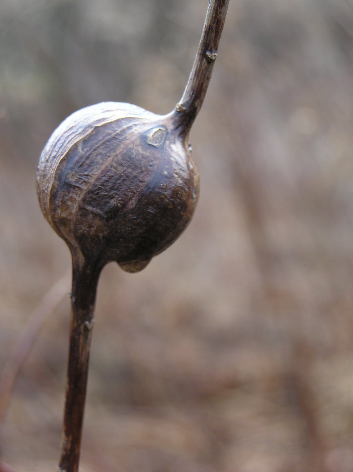 Squam Lakes Natural Science Center Blog: Goldenrod Ball Galls by Dave Erler