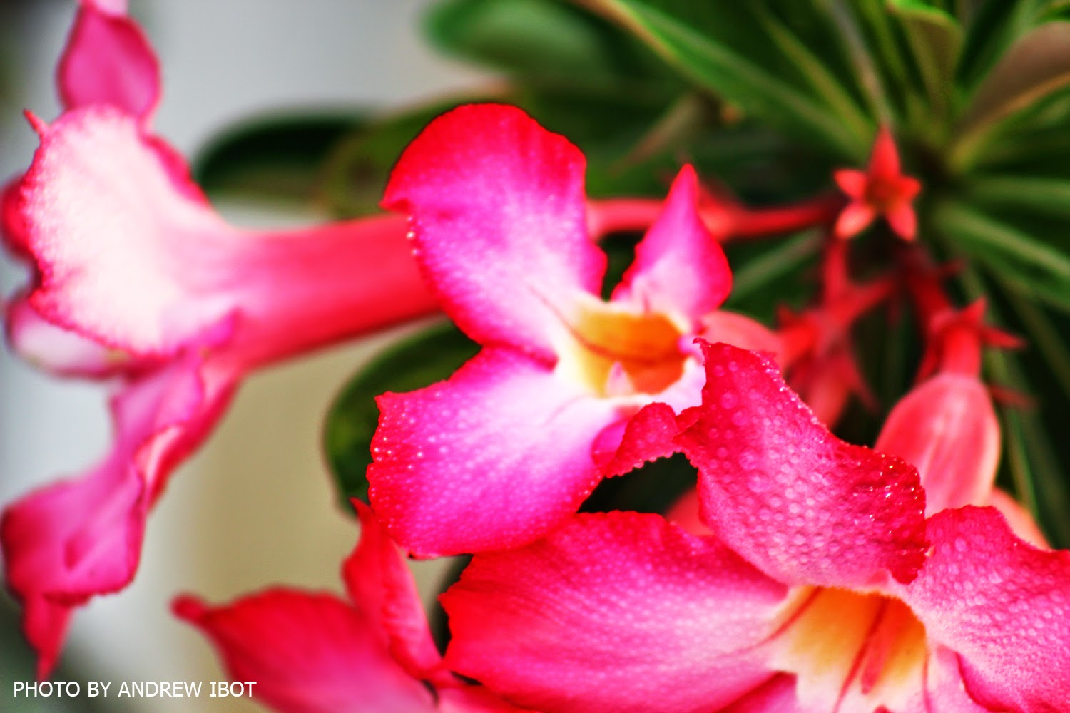 Ako si ANDREW IBOT!: Kalatsutsi (Plumeria acuminata Ait)