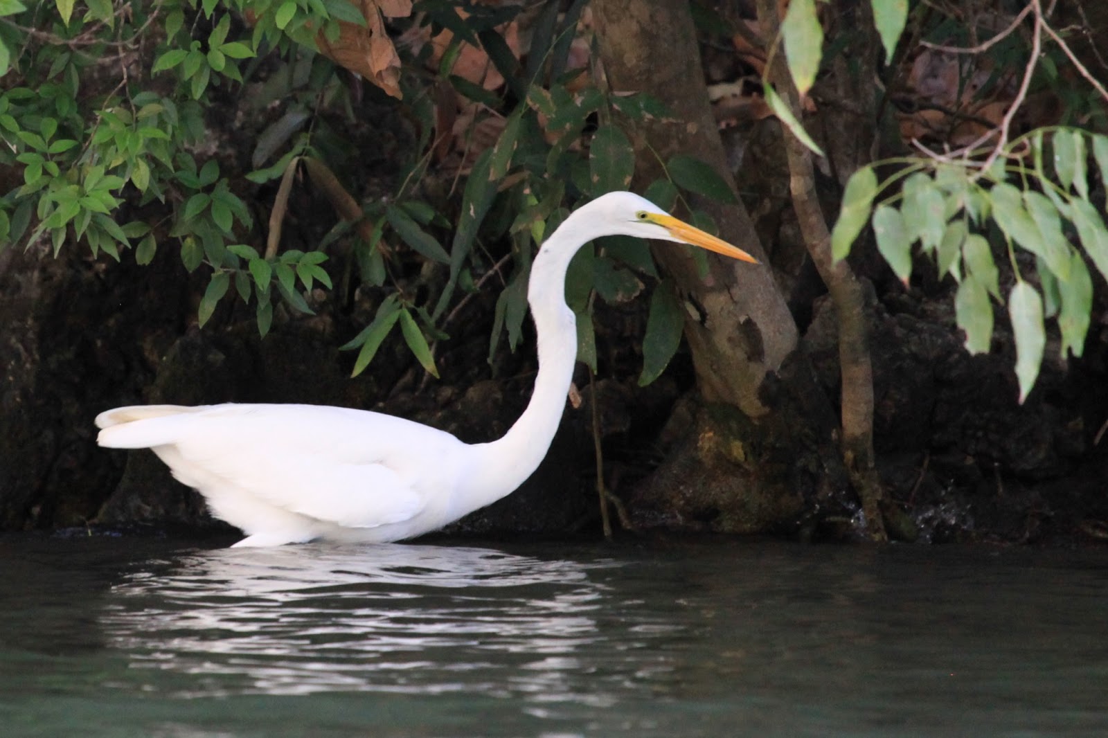 Imágenes de Pájaros: Garzas
