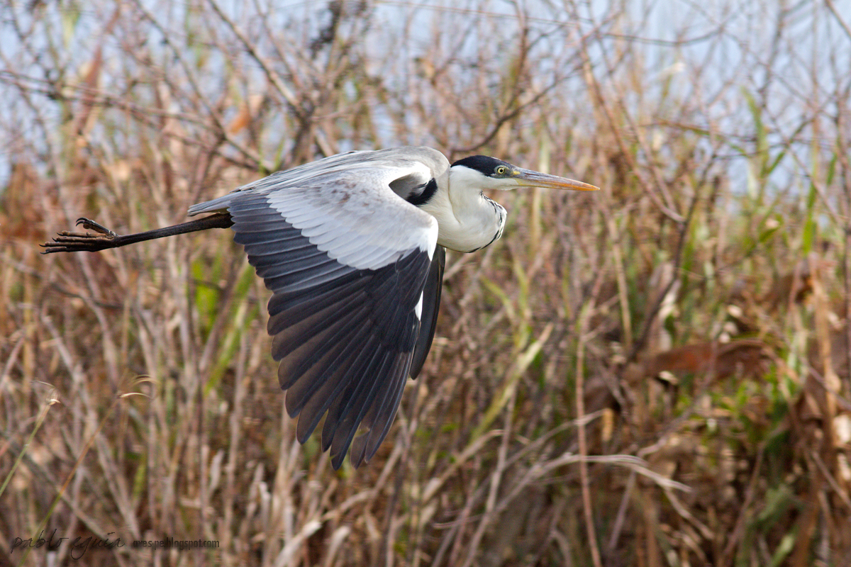 mis fotos de aves: Ardea cocoi Garza Mora Cocoi Heron