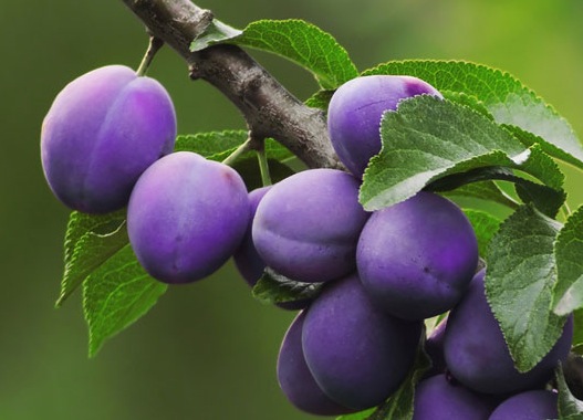 Prugna: STEP 24 // LA NUVOLA DI COLORE